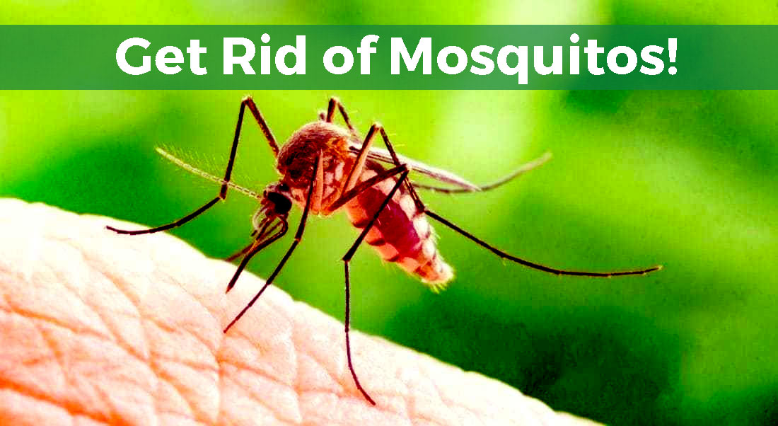 5 Handy Mosquito Control Tips for Homeowners