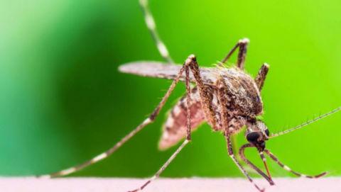 Brothers Pest Control - Lawn Care and Pest Control - South Tampa Area